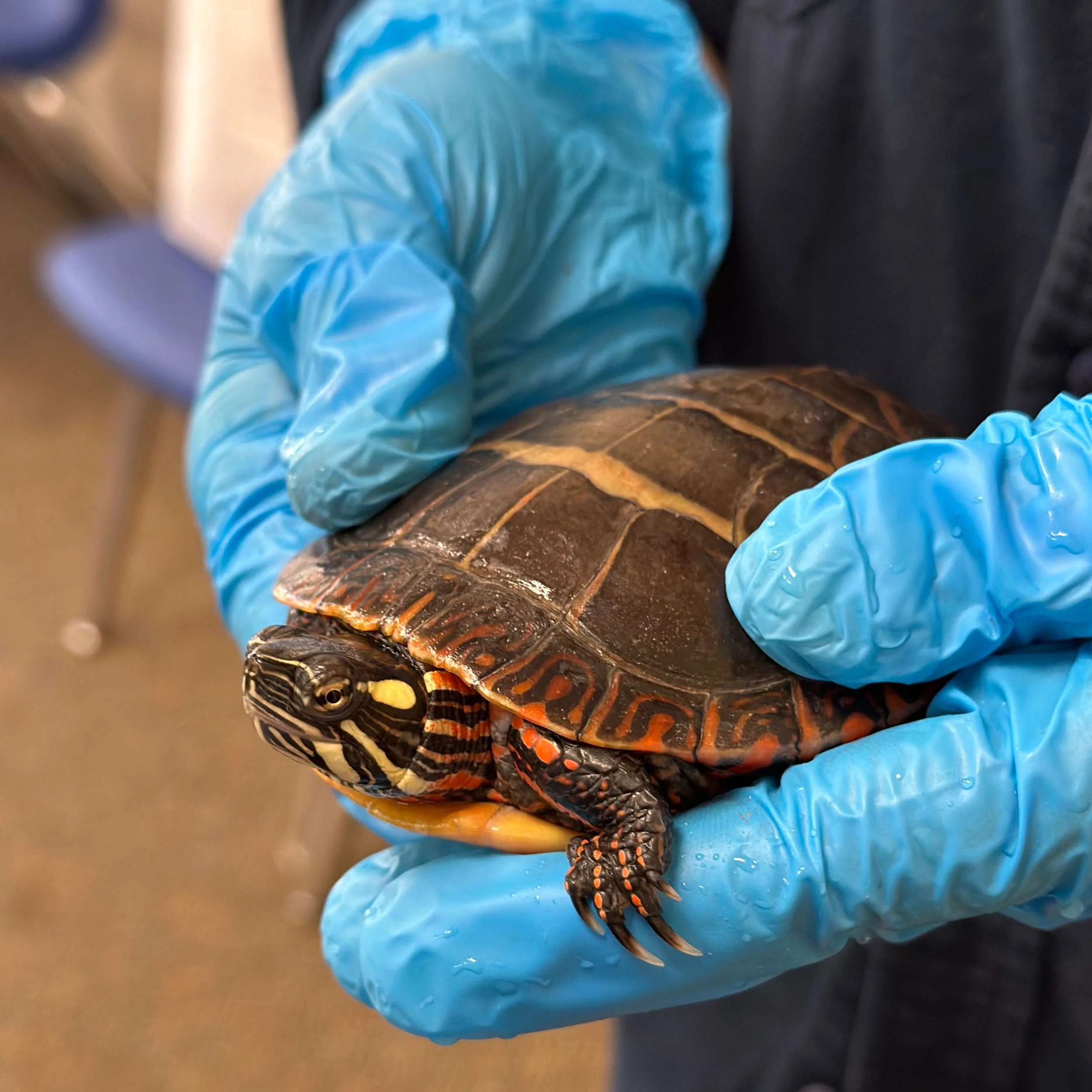 EXOTICS — Beck Veterinary Services