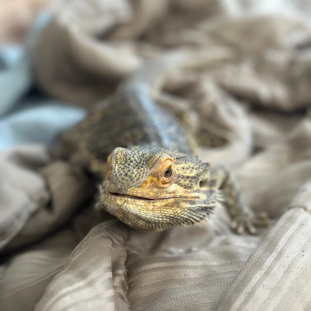 EXOTICS — Beck Veterinary Services