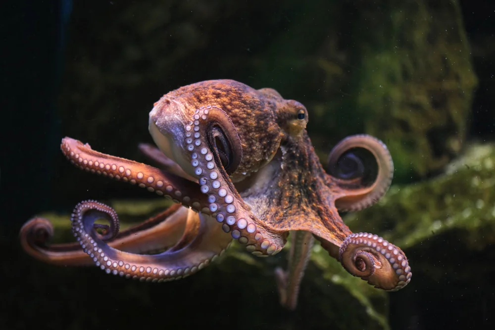 Legal Voices Back Preventive Approach to Octopus Farming: NYC Bar ...