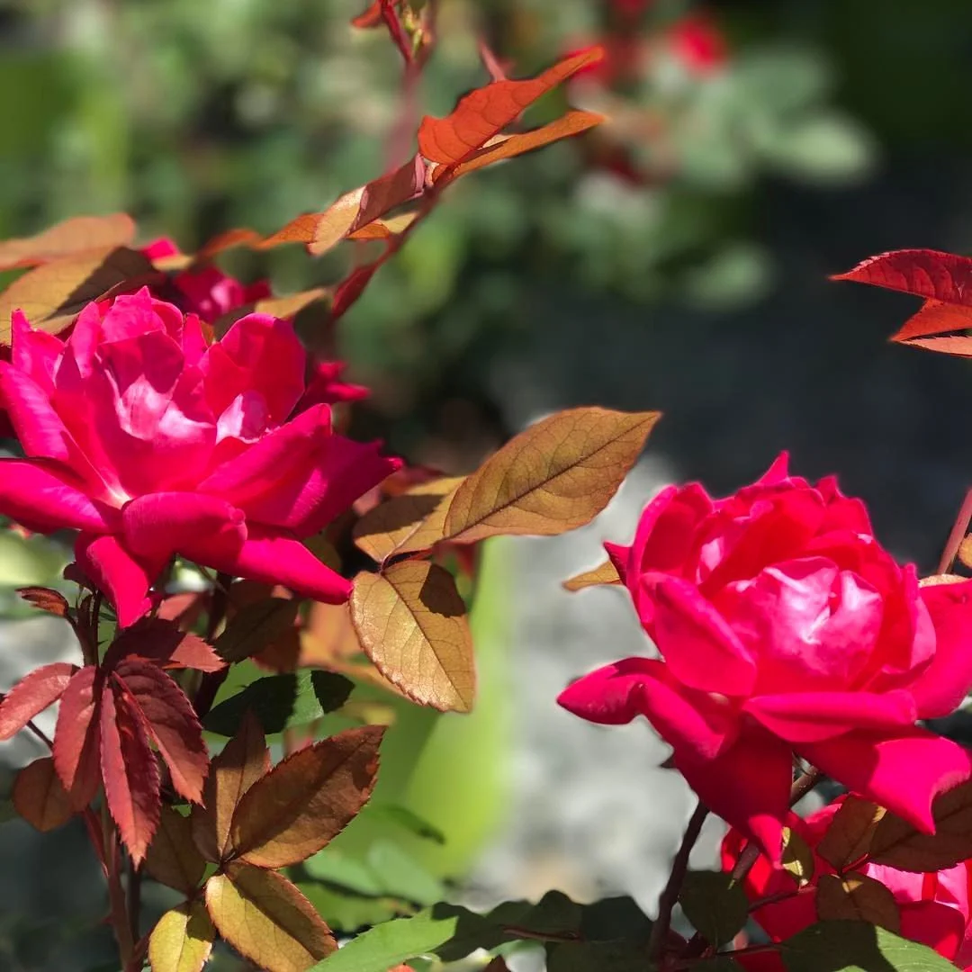 Plants — Lee's Garden Center