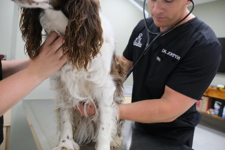 Flora Vet Clinic | Wellness Care for Pets — The Vet Depot