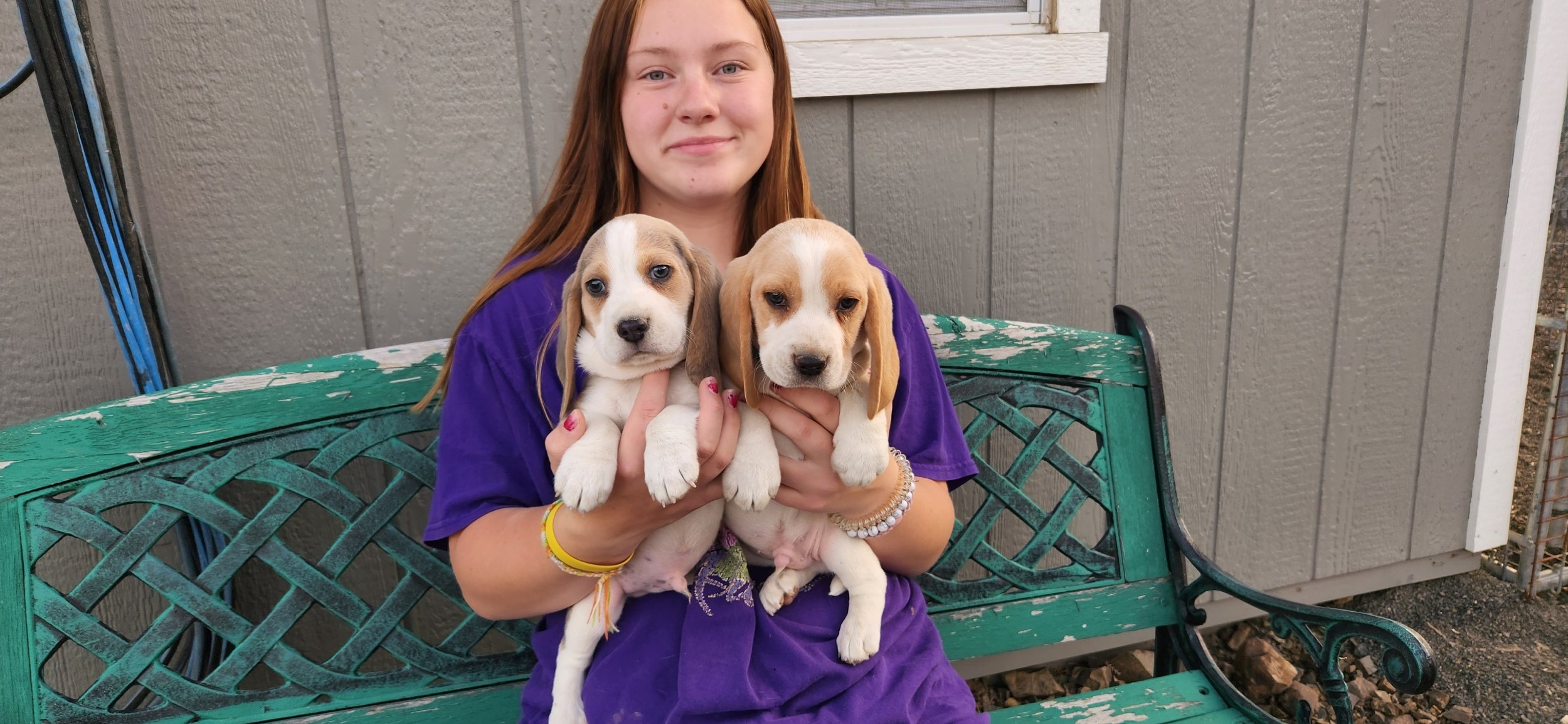 Oregon Desert Beagles LLC & Dachshunds