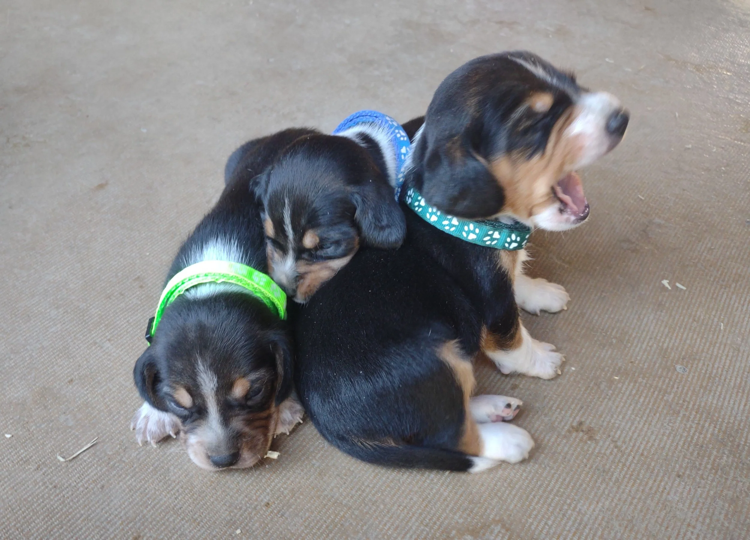 Services — Oregon Desert Beagles LLC & Dachshunds