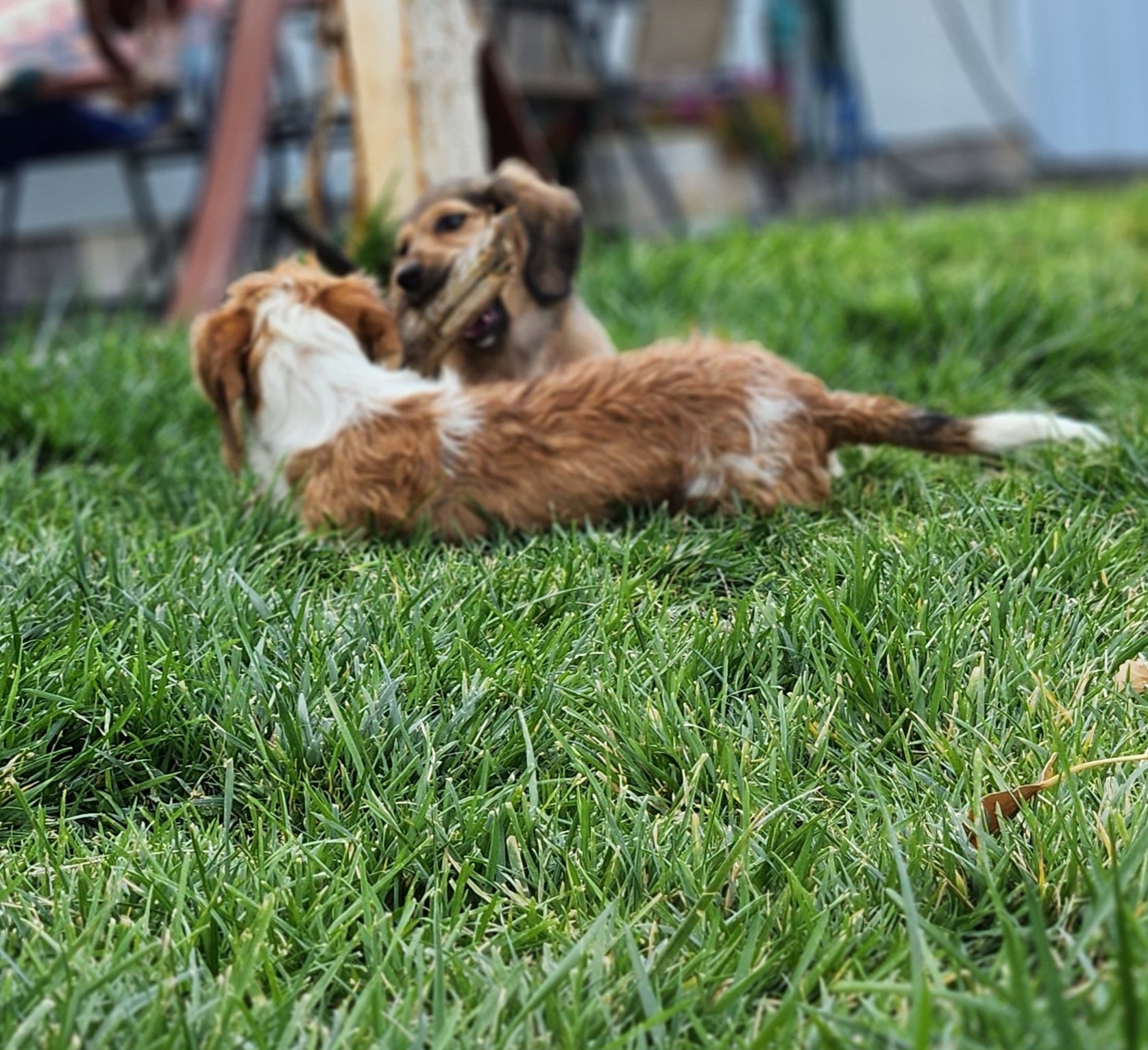 Oregon Desert Beagles LLC & Dachshunds