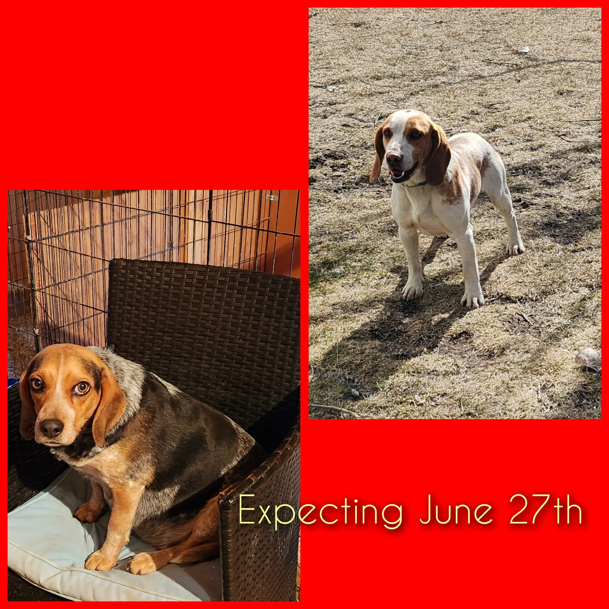 Oregon Desert Beagles LLC & Dachshunds