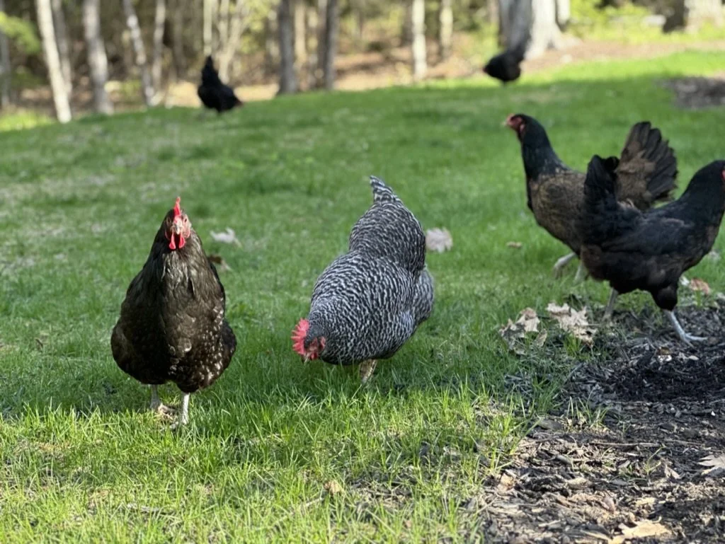 Meet Our Family | Gray, Maine Farm — Talulah's Garden