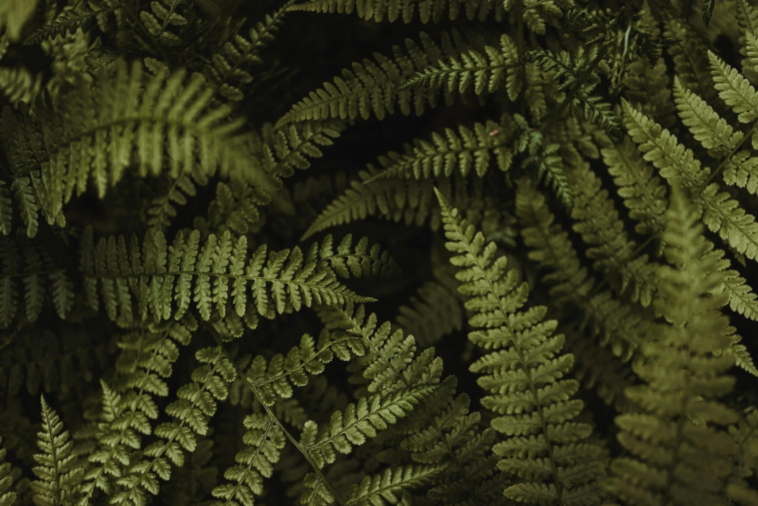 Montréal — Fern Addison