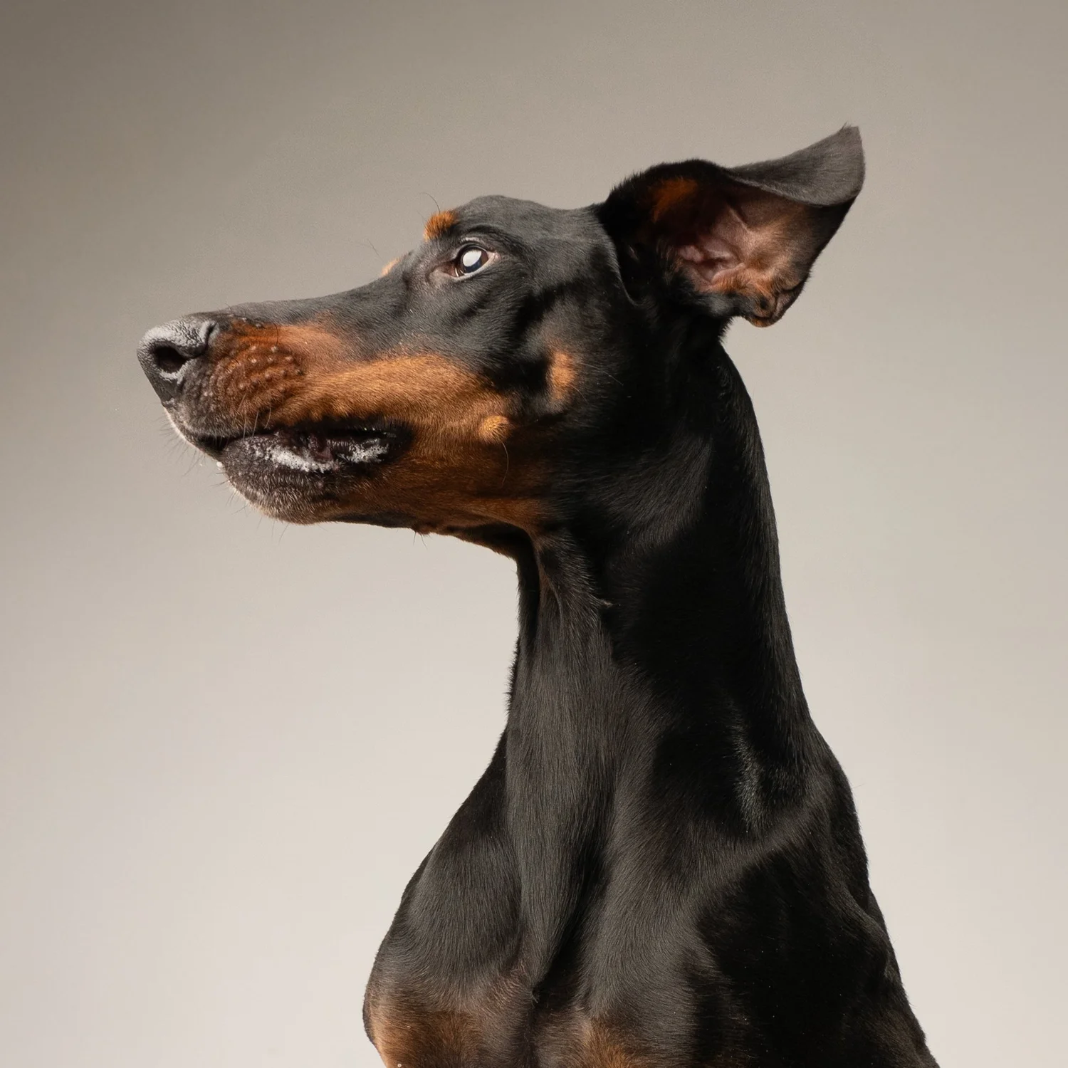 OFF LEASH STUDIO
