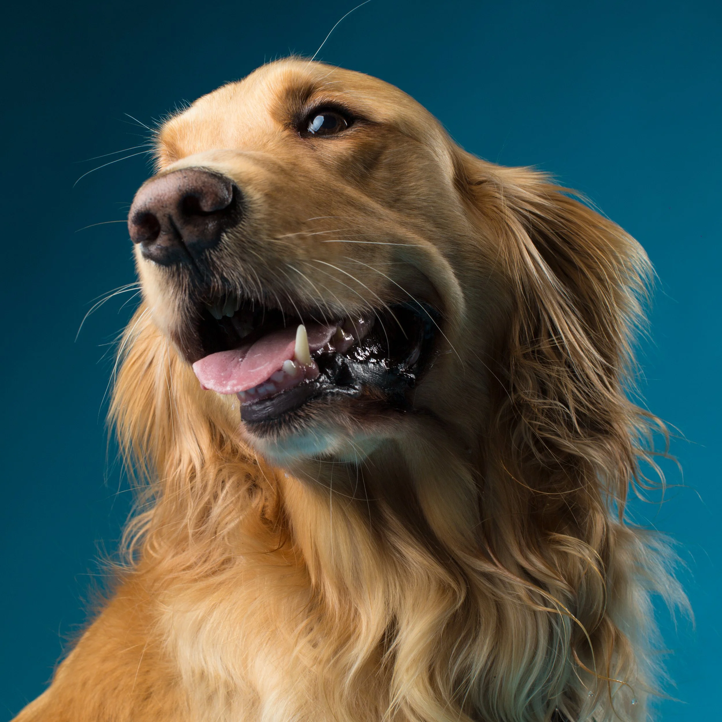 OFF LEASH STUDIO