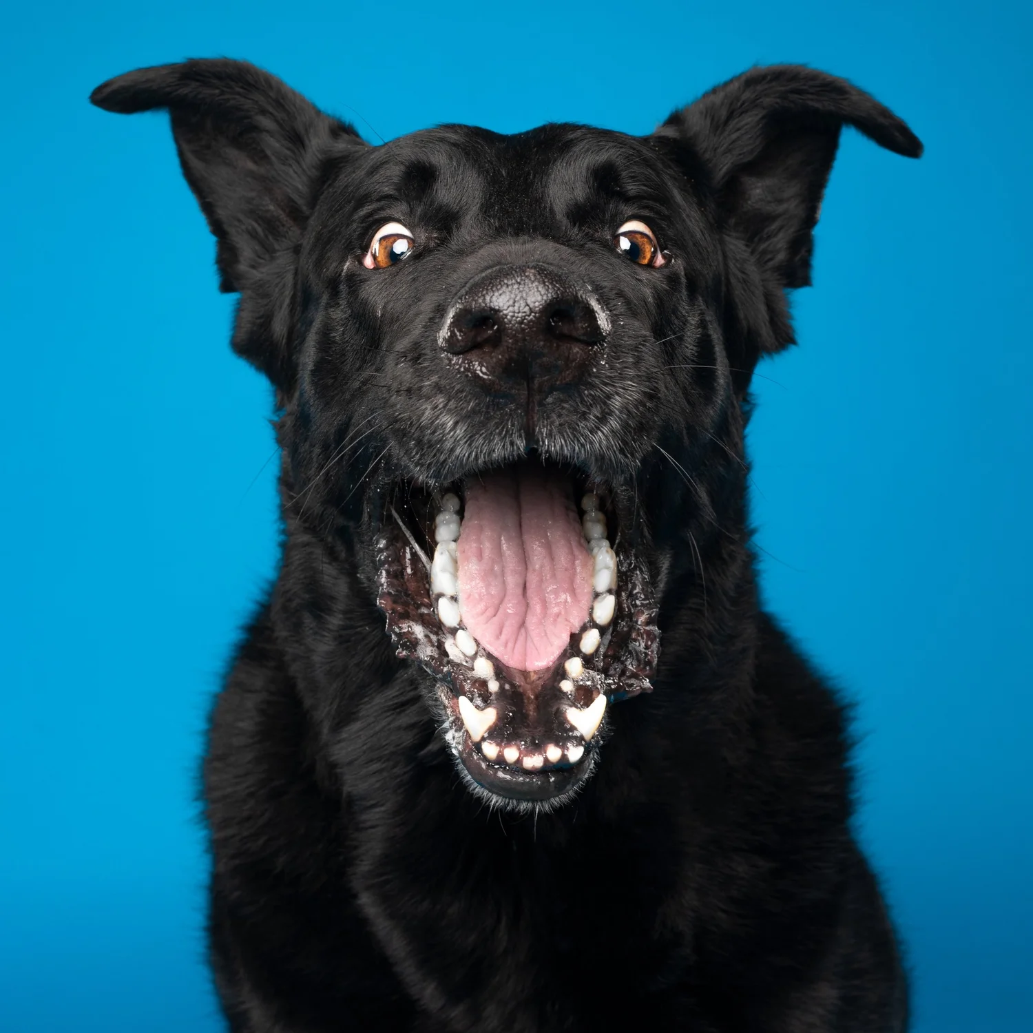 OFF LEASH STUDIO