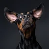 OFF LEASH STUDIO