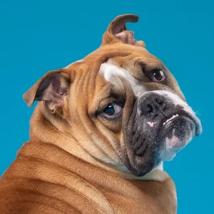OFF LEASH STUDIO