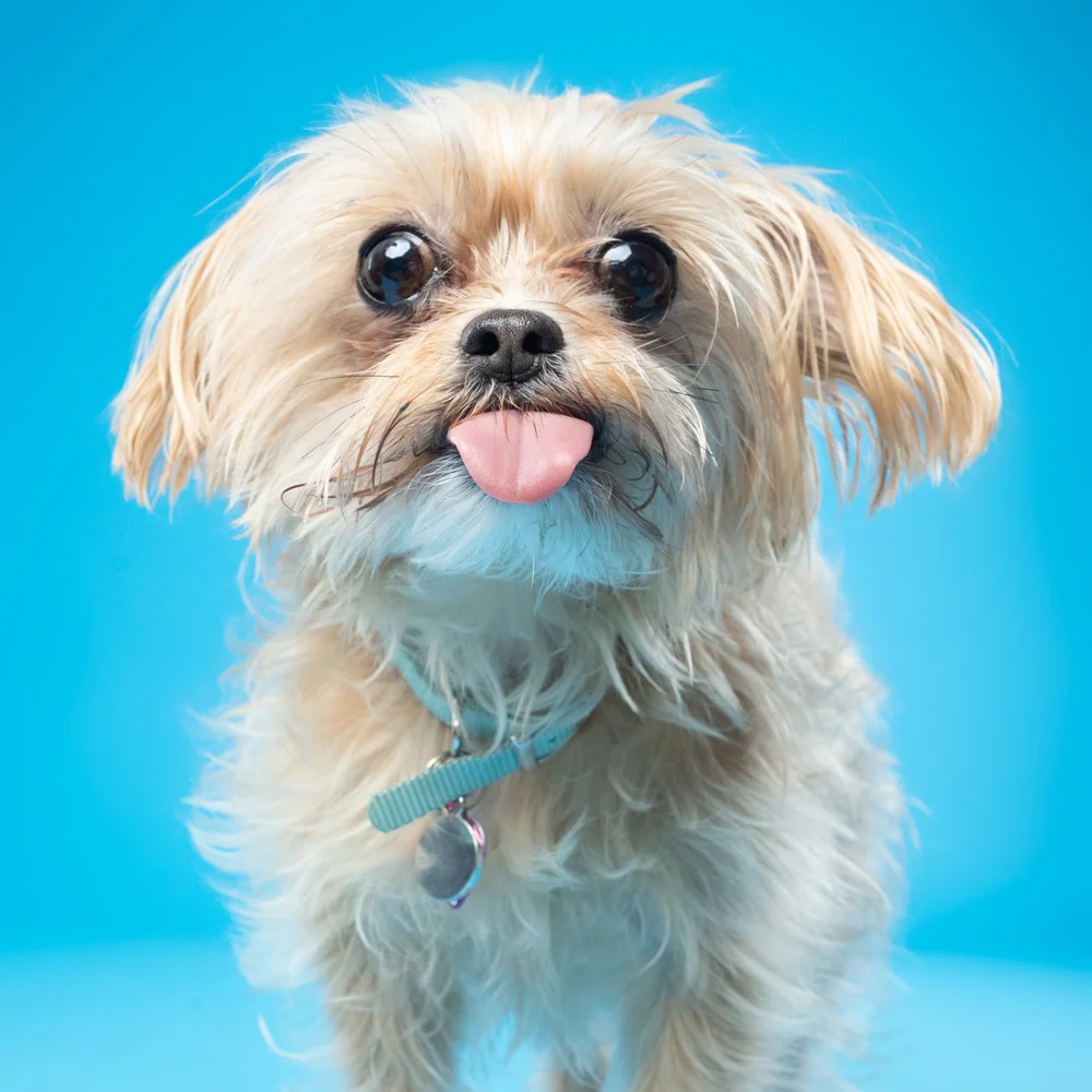 OFF LEASH STUDIO