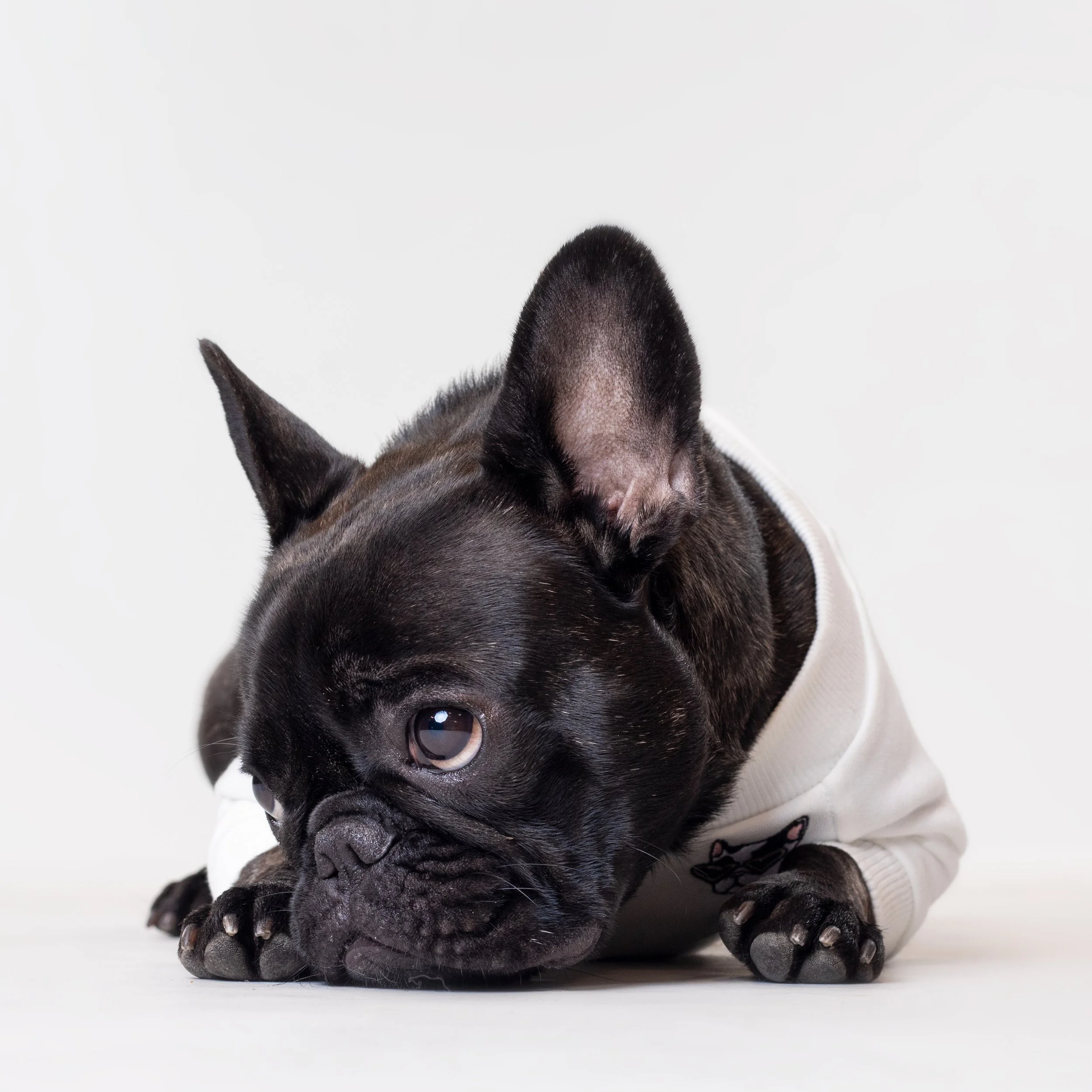 OFF LEASH STUDIO