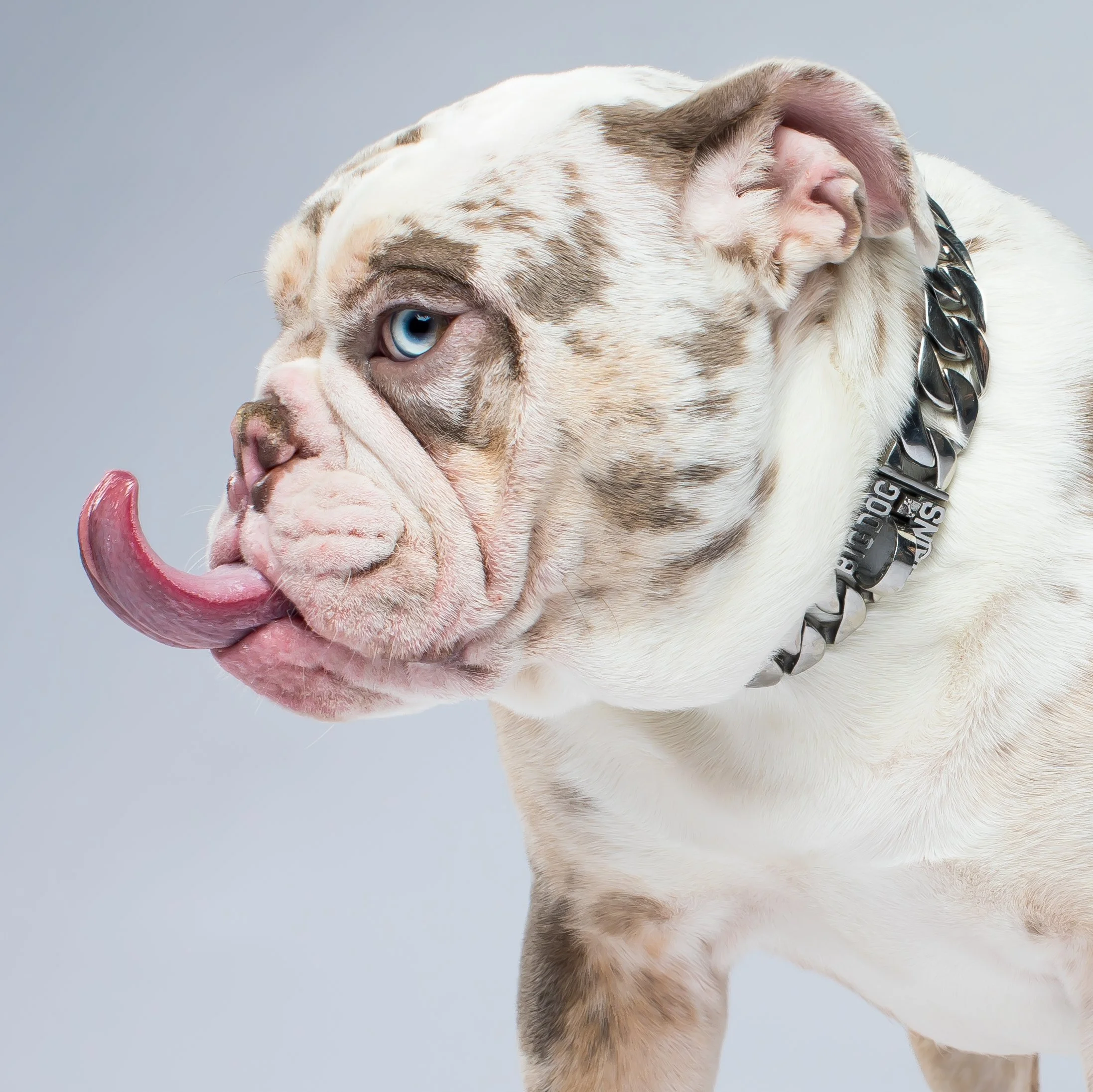 OFF LEASH STUDIO
