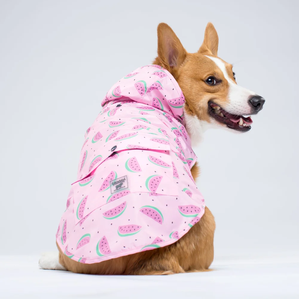 OFF LEASH STUDIO