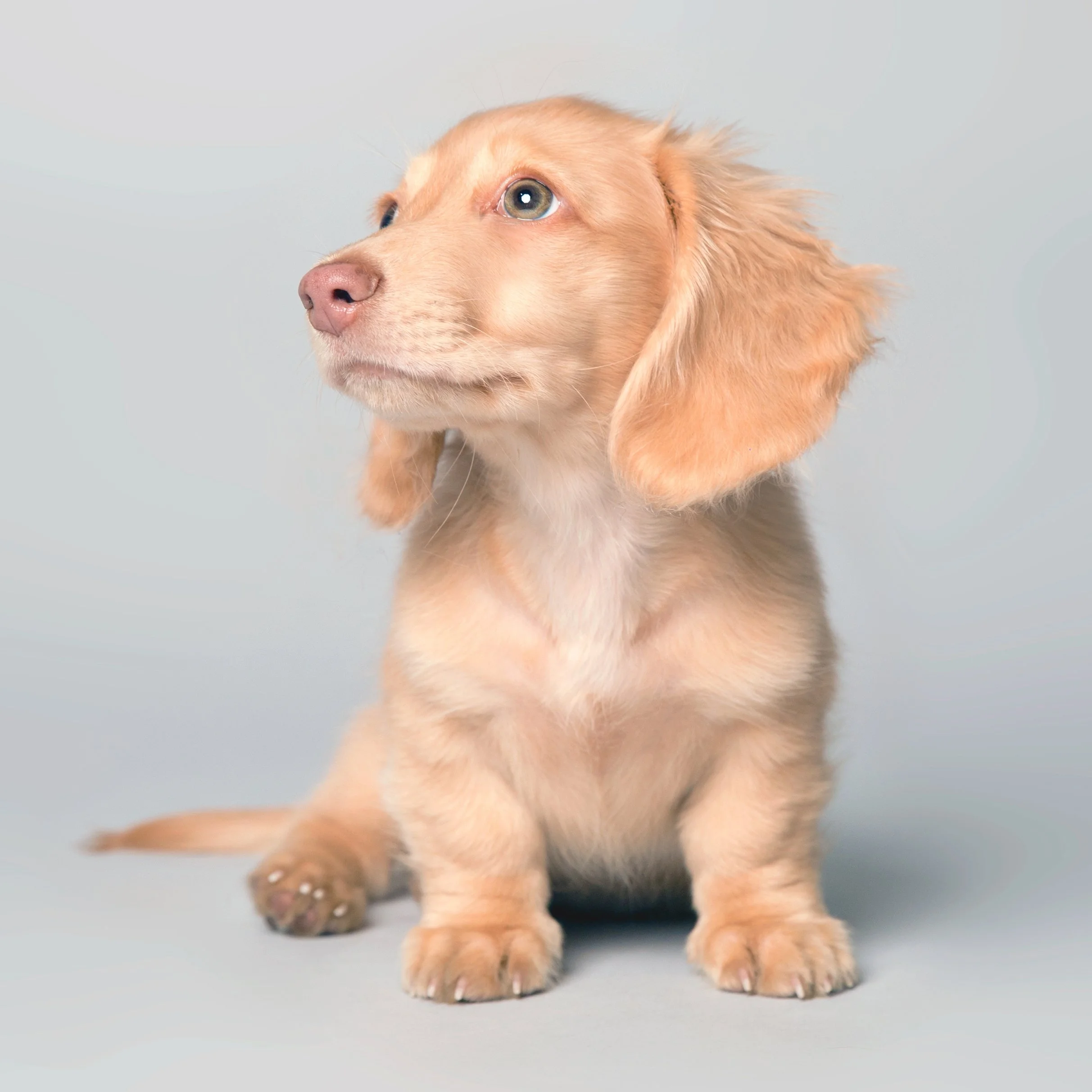 OFF LEASH STUDIO