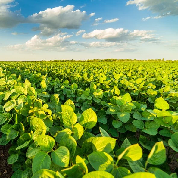 Improving crop yield, quality and profitability: The power of proper ...
