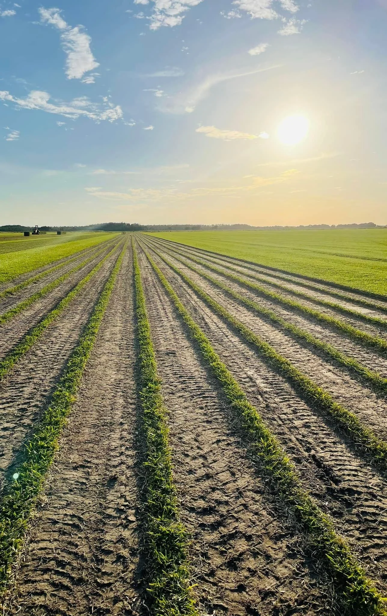 LOVING | Sod | Fresh Sod in the Carolinas