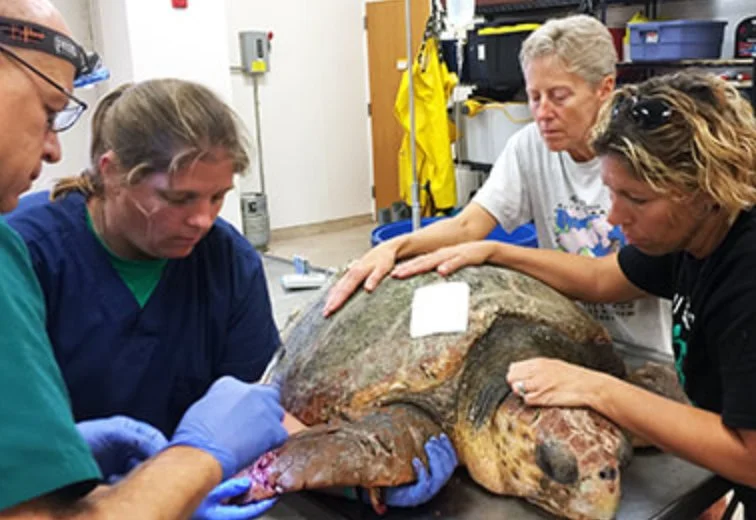 Sea Turtle Conservation Fund