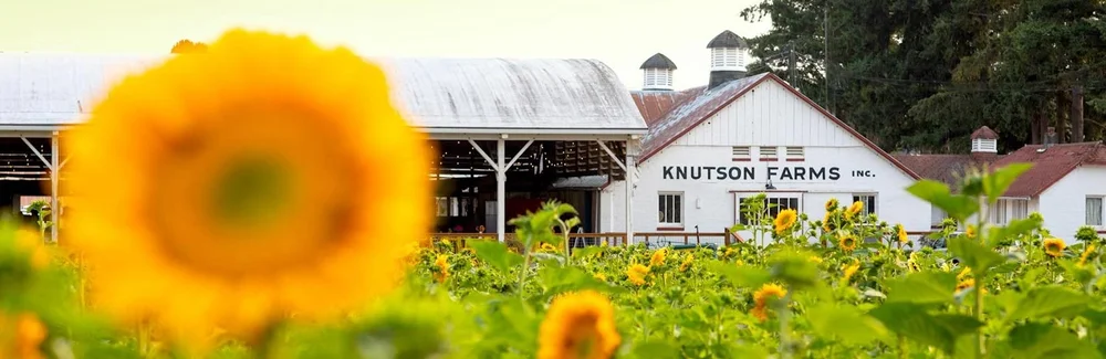 SUNFLOWER DAYS FESTIVAL — KNUTSON FARMS INC