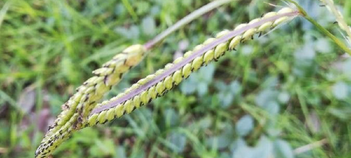 How to Fend Off Dallisgrass in Your Lawn — NiceGreenLawn