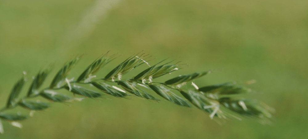 How to Rid Your Lawn of Quack Grass — NiceGreenLawn