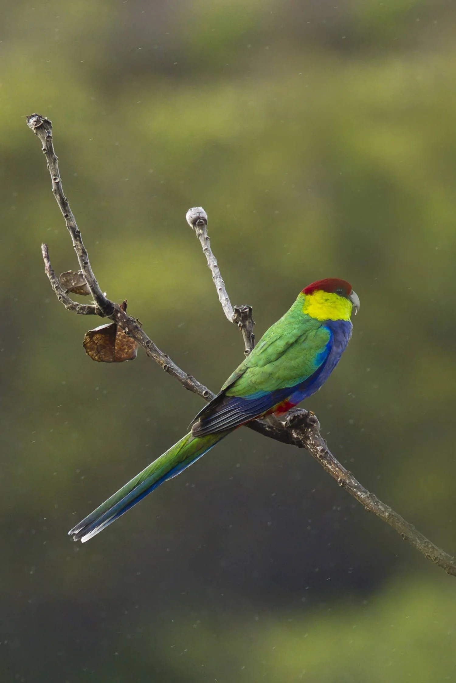 The Parrots of Western Australia — Birding Southwest