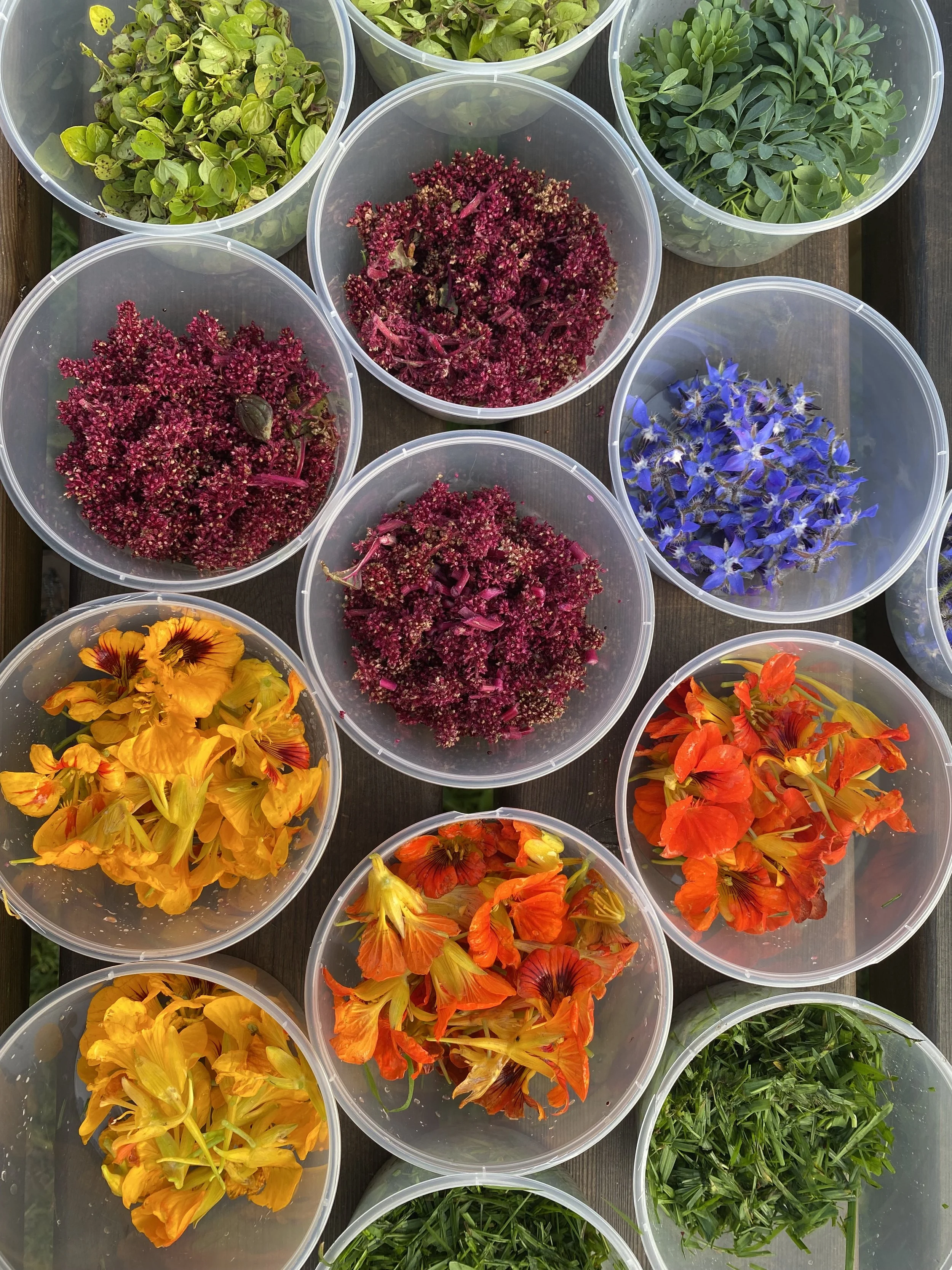 Workshops — Rhiannon Rees Artist