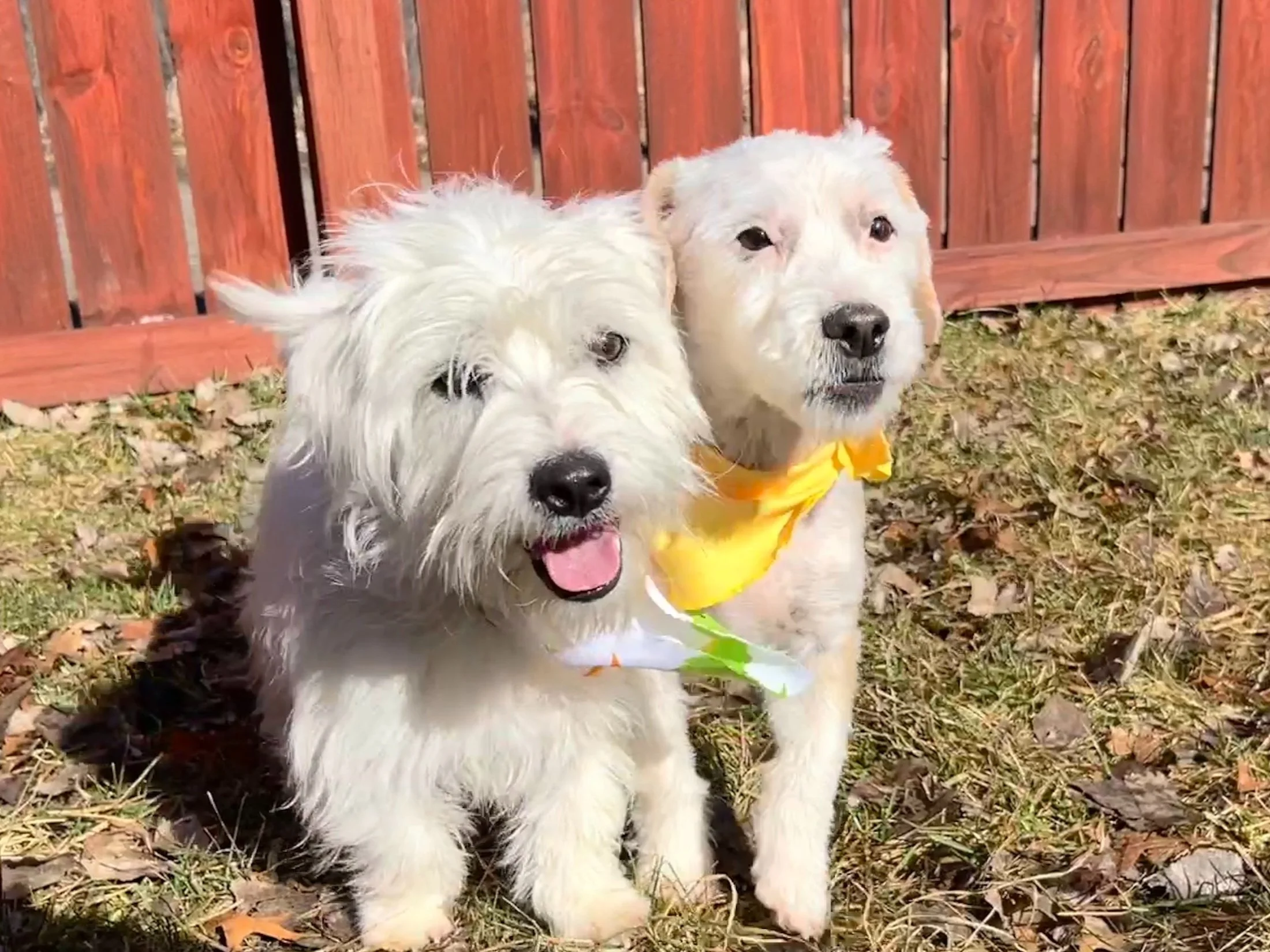 About DCHS — Dunn County Humane Society