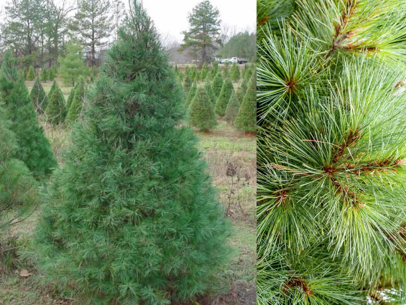 Trees Types — Medina Christmas Tree Farms