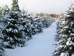 Medina Christmas Tree Farms