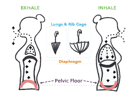 Diaphragmatic Breathing — Revive Physical Therapy & Wellness