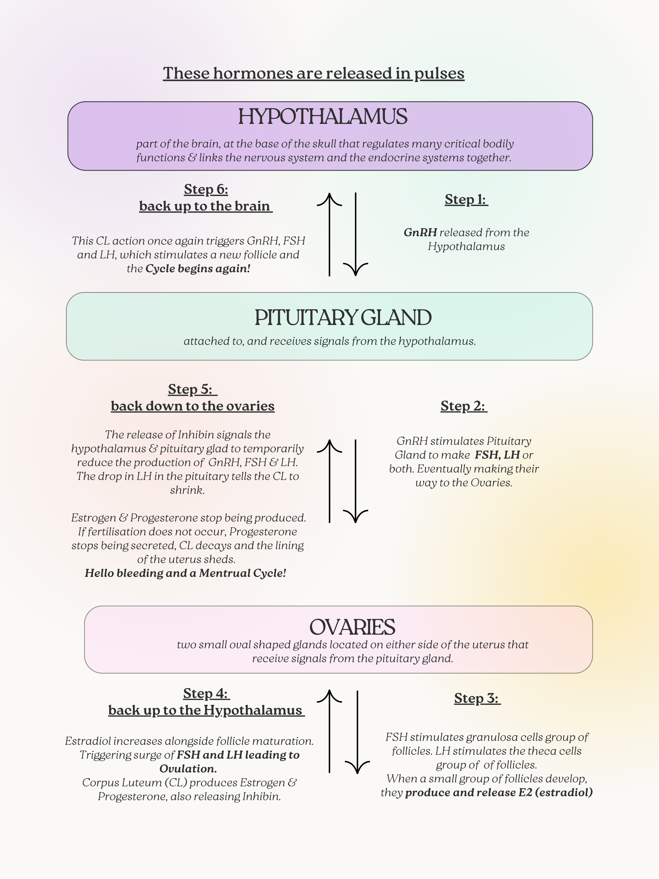 The fascinating hormonal feedback loop system. — The Glory Days