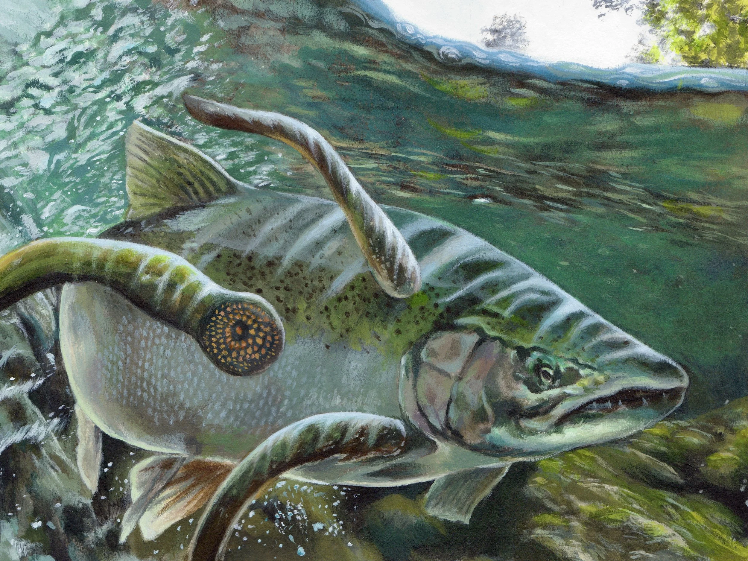 Invasive Species | Protect Waterways Today — Clean Drain Dry