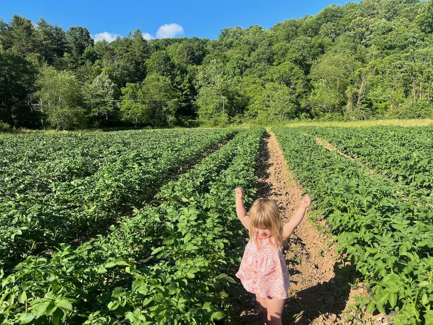 Jobs — Crooked Porch Farm