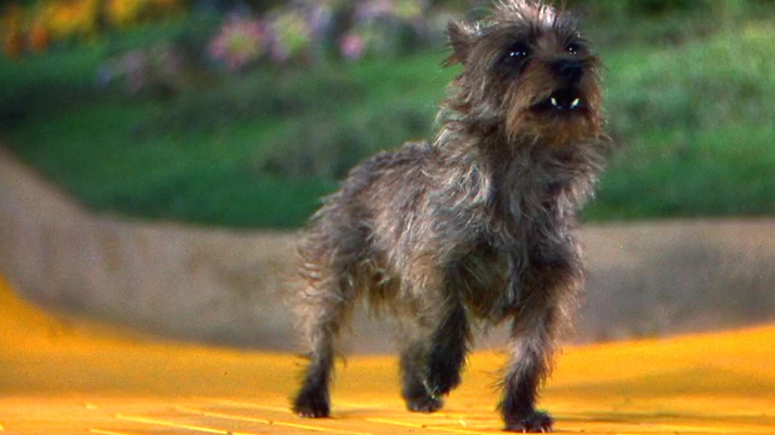 Top 10 Animal Actors — Showtime with Shane