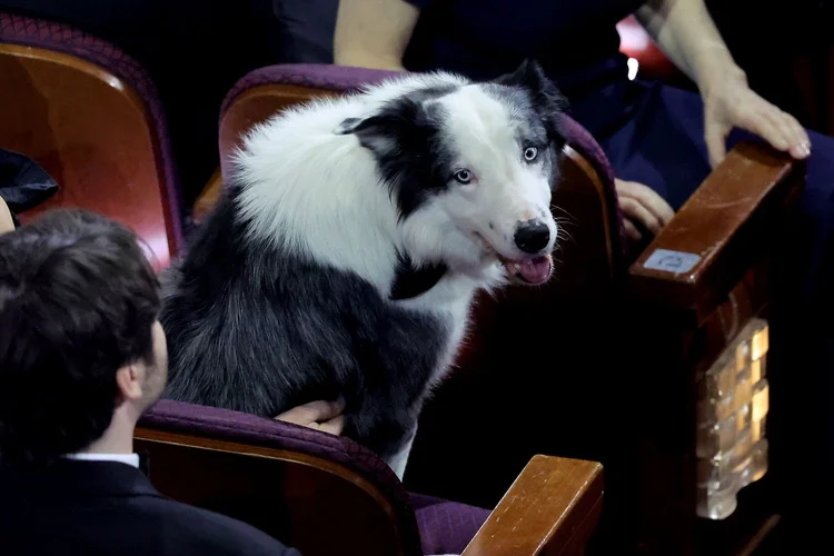 Top 10 Animal Actors — Showtime with Shane