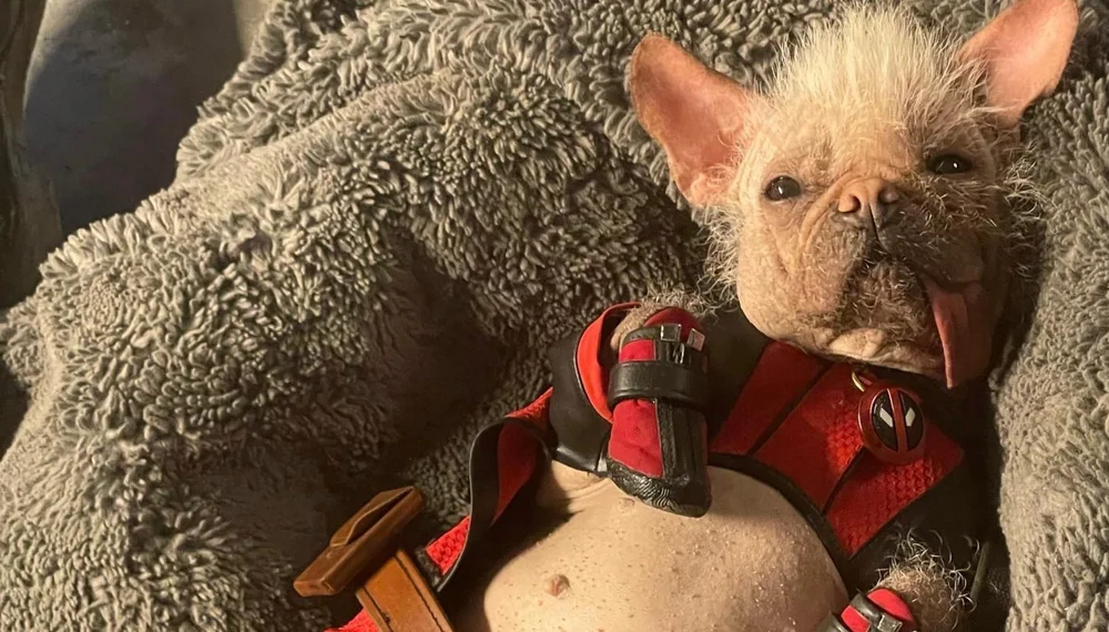 Top 10 Animal Actors — Showtime with Shane