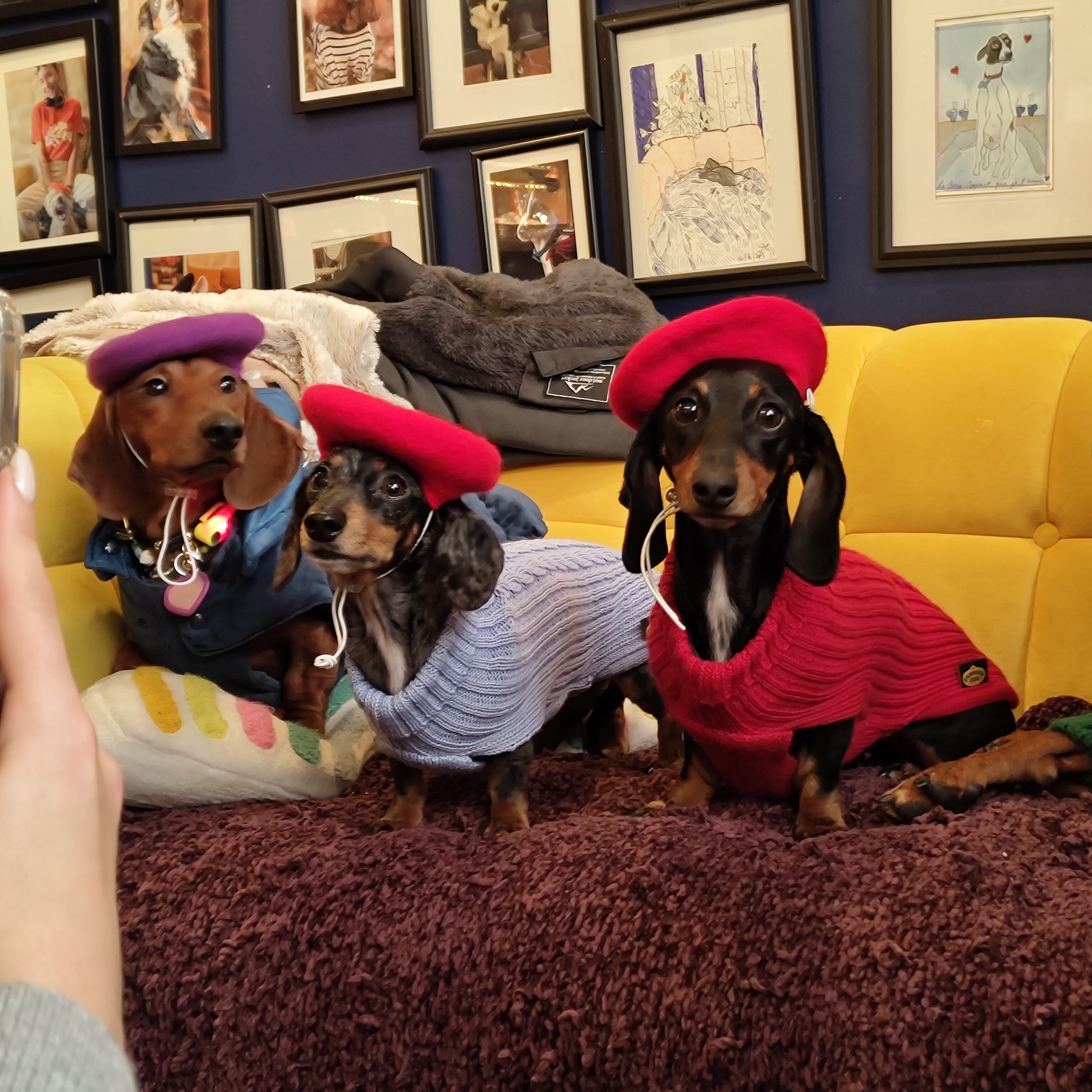 Le Bone Appart | Paris' First Dog Cafe