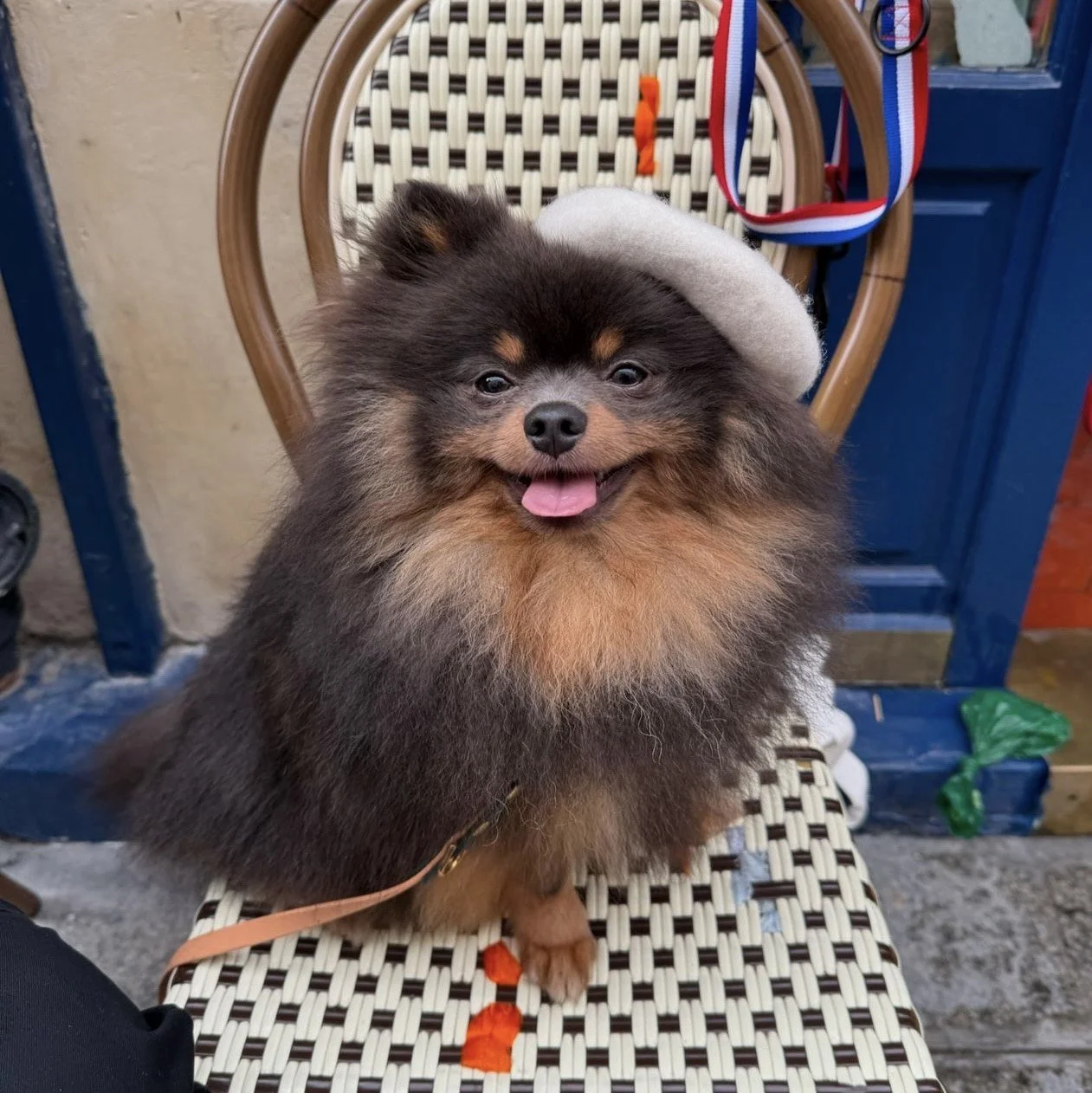 Le Bone Appart | Paris' First Dog Cafe