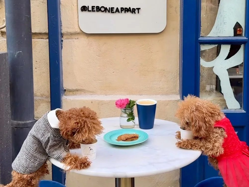 Le Bone Appart | Paris' First Dog Cafe