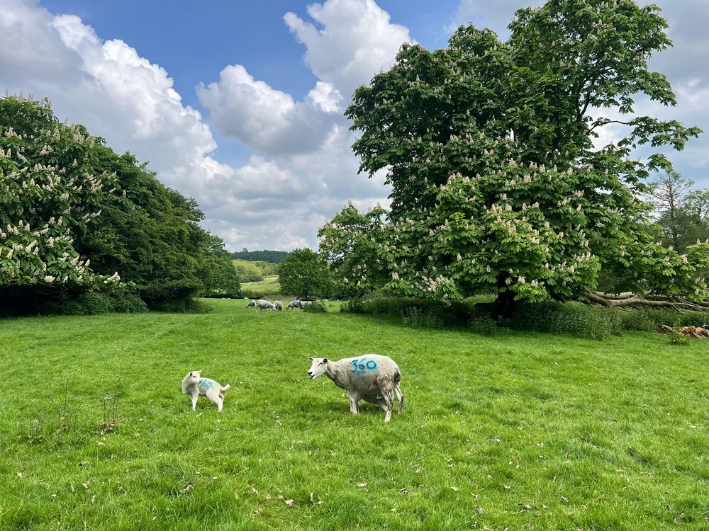Exploring Silvopastoral Systems: Introducing Trees with Grazing ...