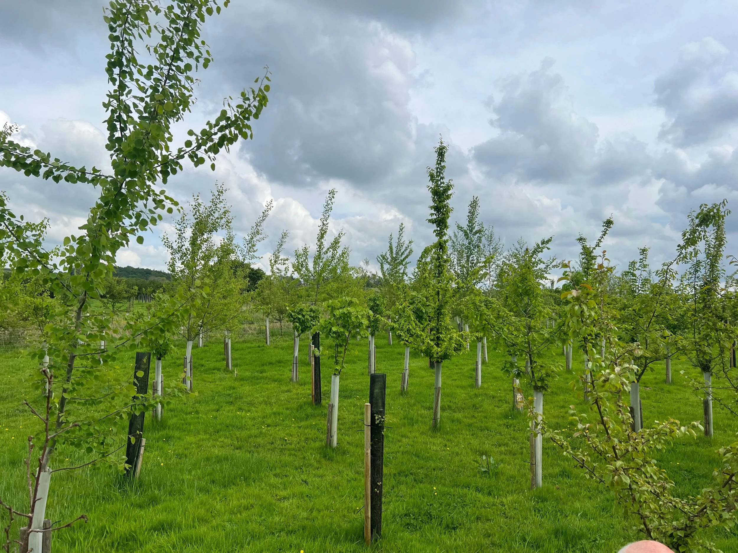 Why Farms Need to Integrate More Trees but Not Be Turned into Forests ...