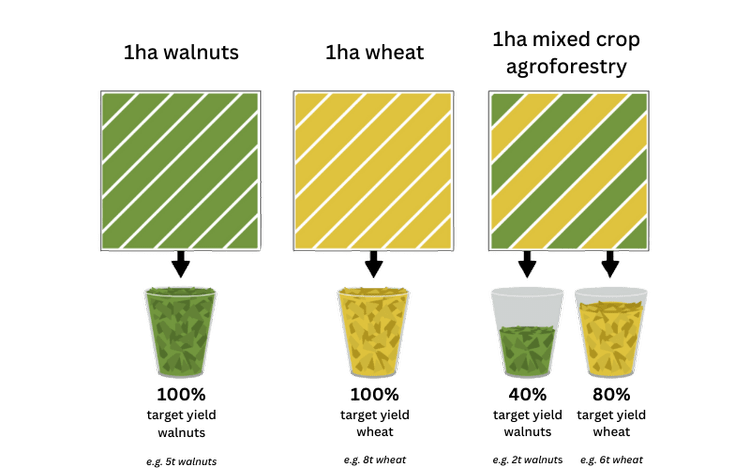 Boosting Yield with Agroforestry: Understanding the Land Equivalent ...