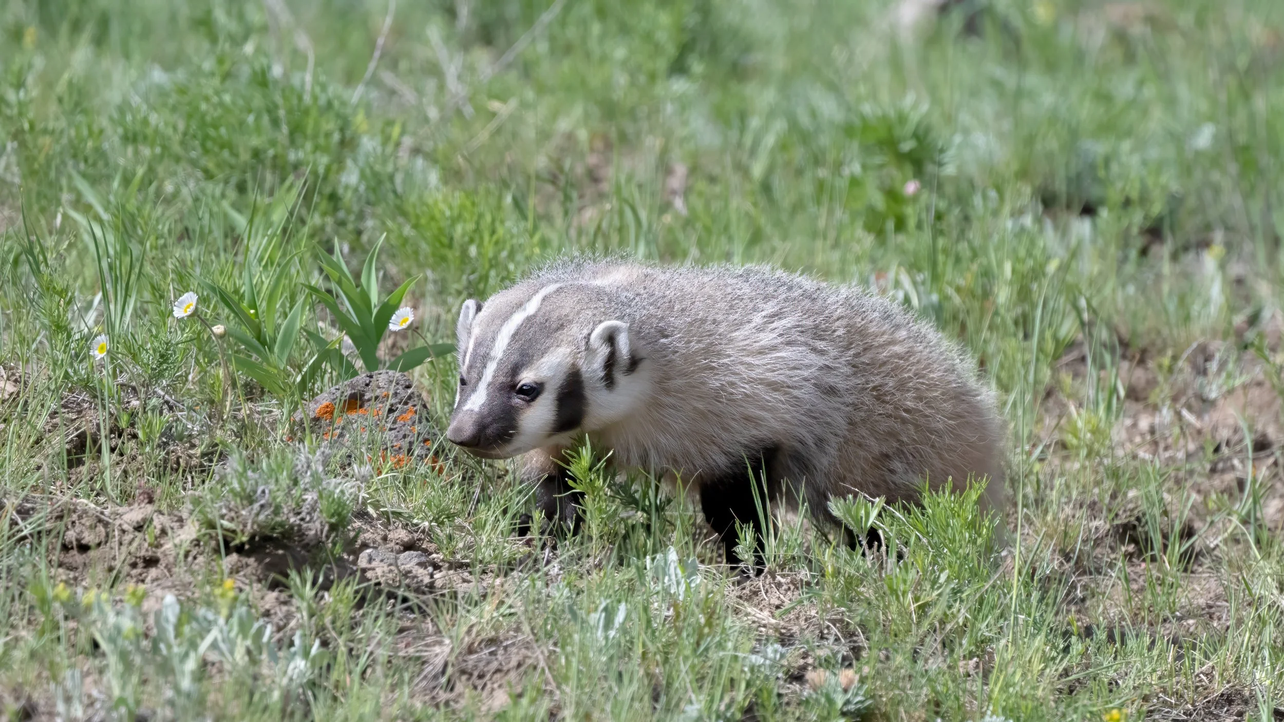 Badger Cubs! — Your Daily Beast | Dan Dzurisin