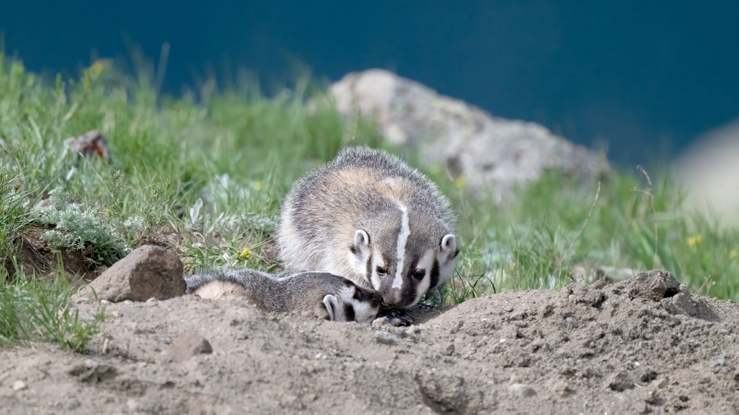 Badger Cubs! — Your Daily Beast | Dan Dzurisin