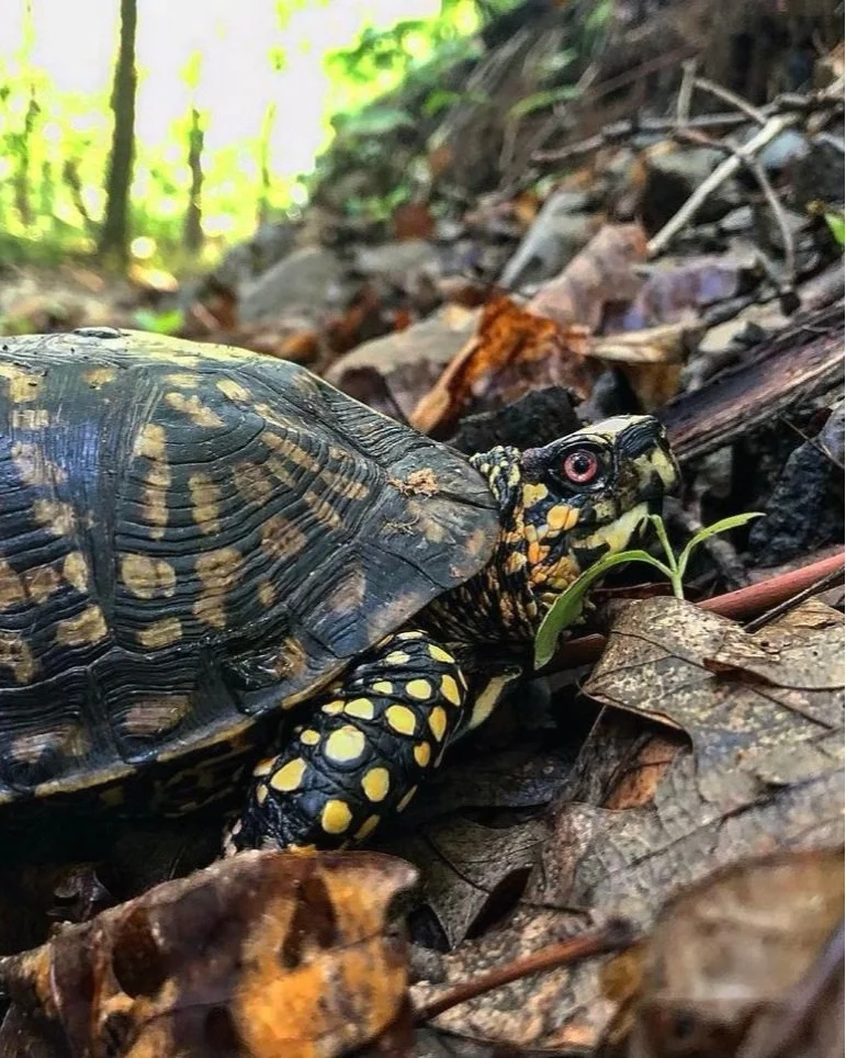 Environmental Education — Eastern Woodlands | Guide Service & Outdoor ... Environmental Education — Eastern Woodlands | Guide Service & Outdoor ...