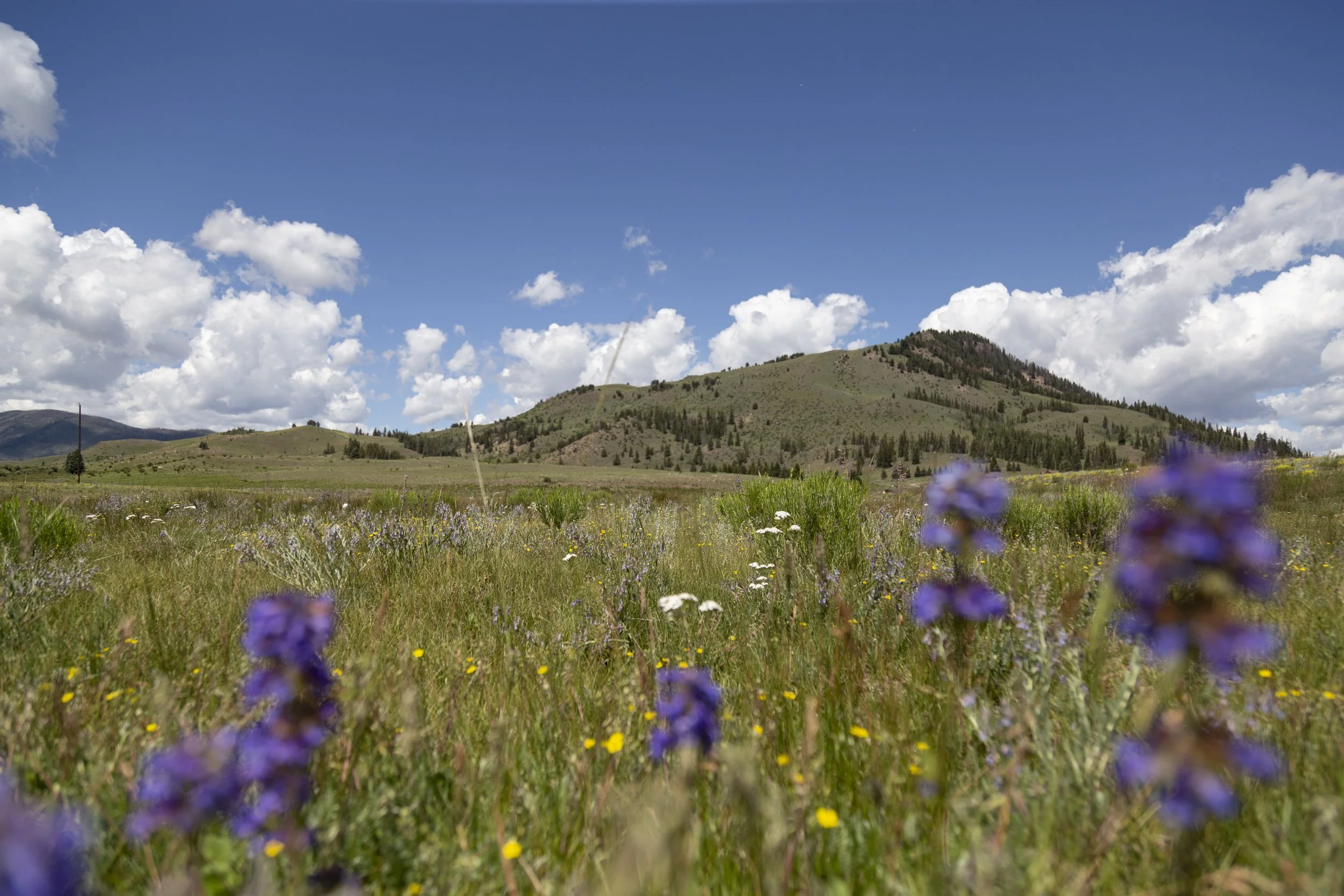 Broken Arrow Ranch & Land LLC