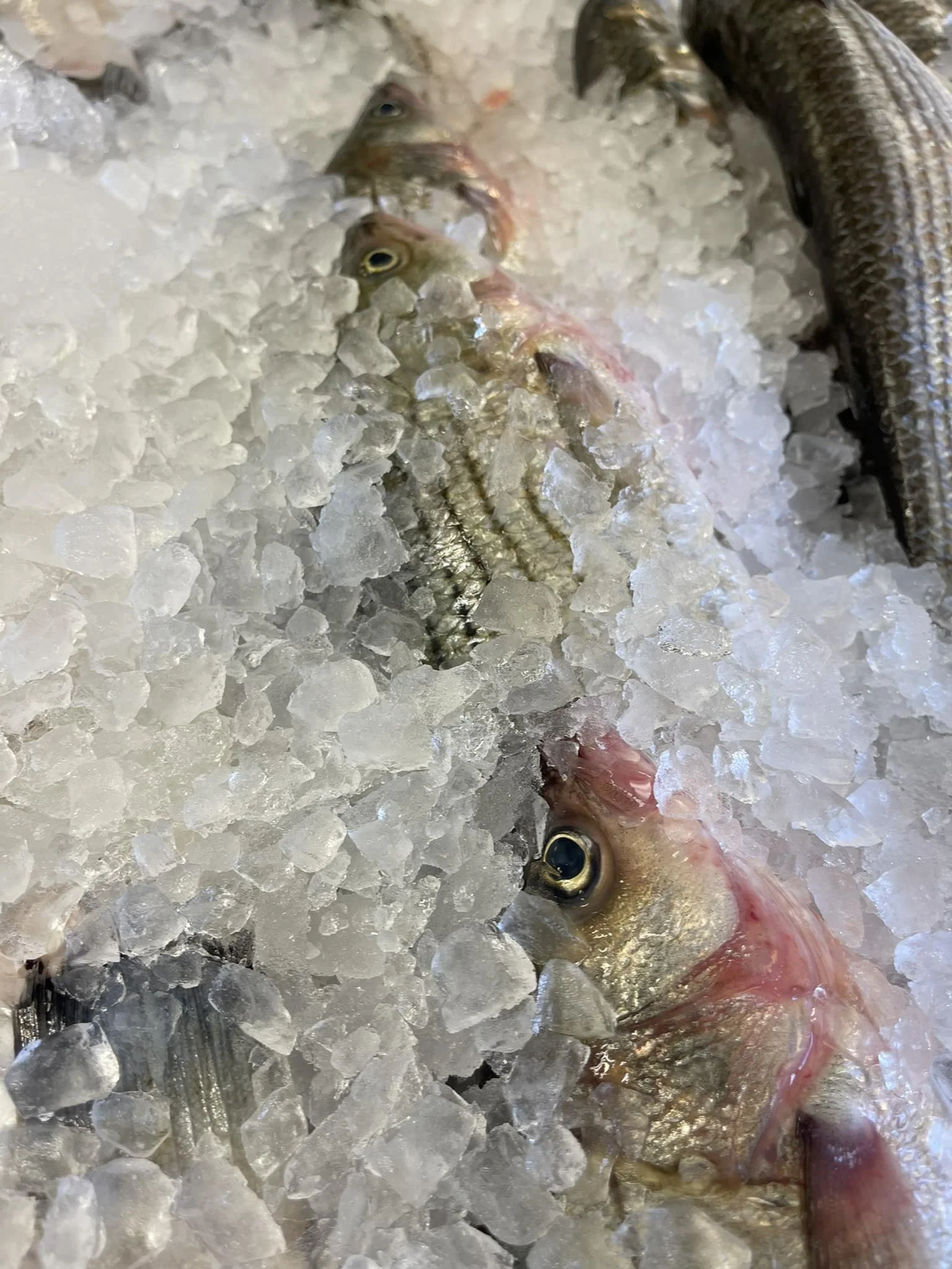 The Sea Depot - Fresh Seafood & Take Out in Cary, NC